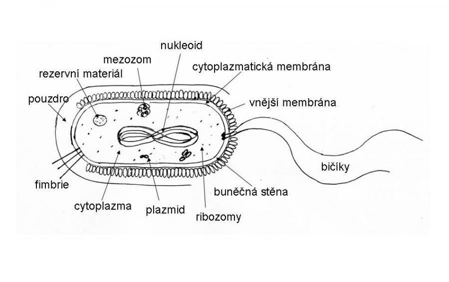 I.ročník :: Machy